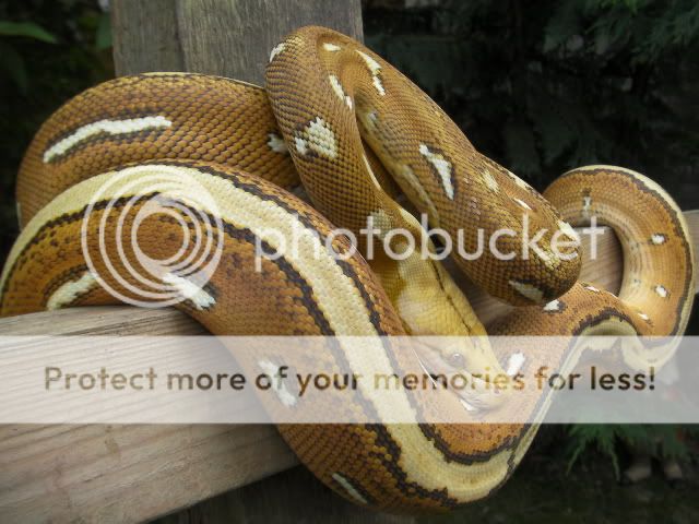 Retics..out in the sun | Reptile Forums